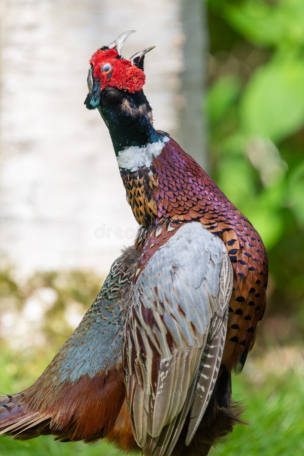 Common Pheasant Phasianus Colchicus Stock Image - Image of phasianidae ...
