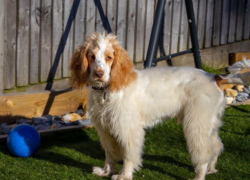 Portrait of a cockapoo stock image. Image of cockerpoo - 235344685