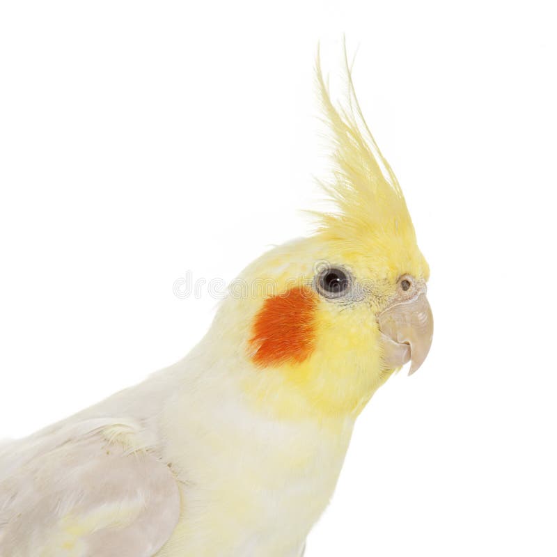 Portrait of cockatiel stock photo. Image of animal, portrait - 69036772
