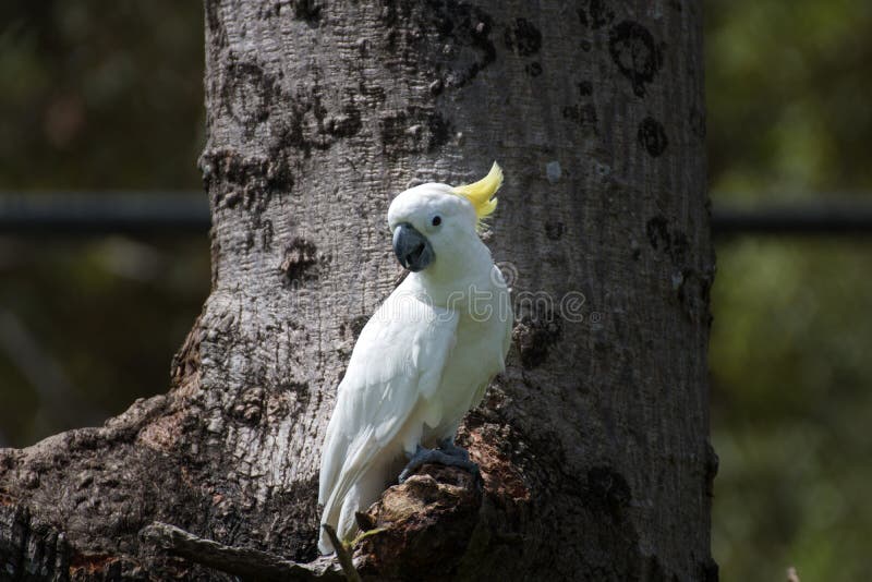 Portrait of Cockatoo that Beautiful Bird Stock Image - Image of cute ...