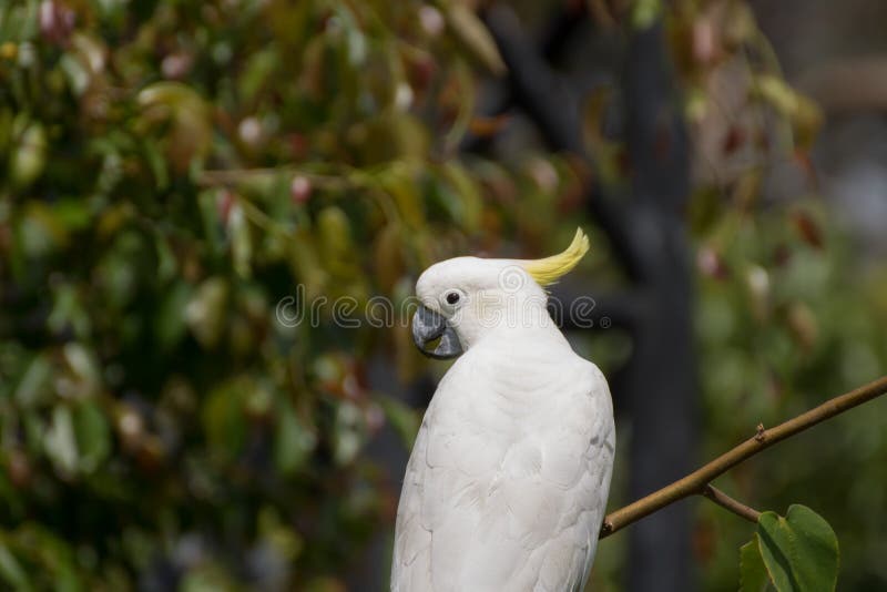 Portrait of Cockatoo that Beautiful Bird Stock Photo - Image of ...
