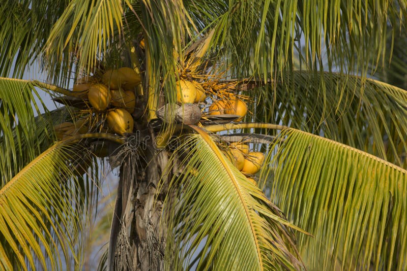 Coconut trunks stock image. Image of illustration, feed - 44631979