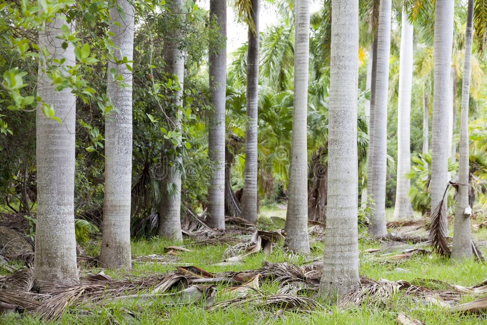 Portrait of Coconut Palm Tree Trunks Stock Image - Image of white ...
