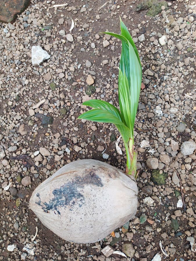A Coconut Shoot on the Ground Stock Photo - Image of portrait, leaf ...