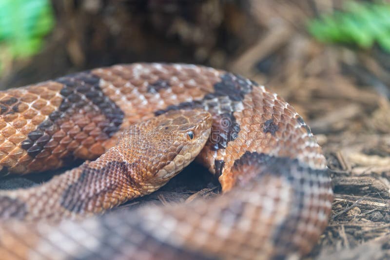 3,321 Coiled Snake Stock Photos - Free & Royalty-Free Stock Photos from ...