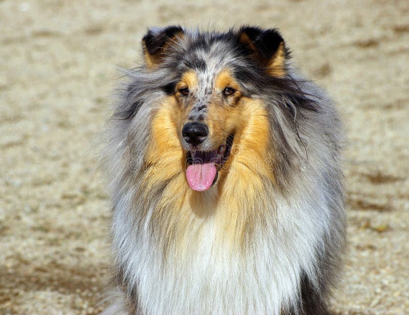 Portrait collie stock photo. Image of collie, marble - 11534278