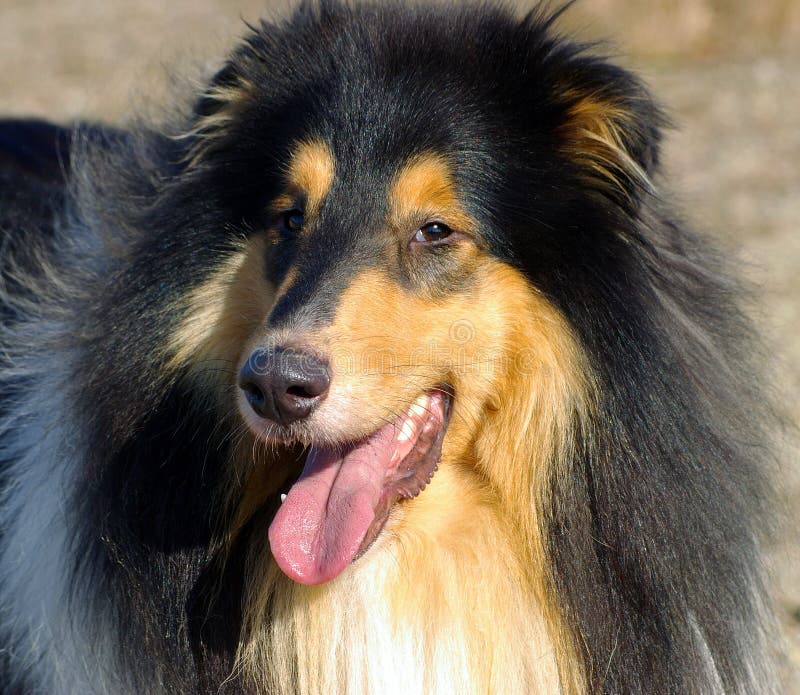 Portrait collie stock image. Image of outdoors, scottish - 11601755