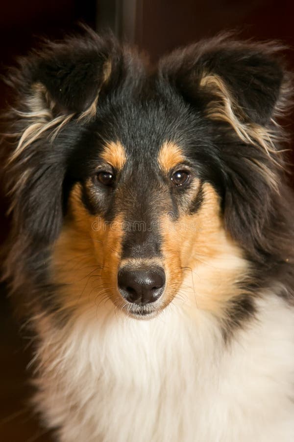 Portrait of a collie dog stock photo. Image of puppy - 73079548