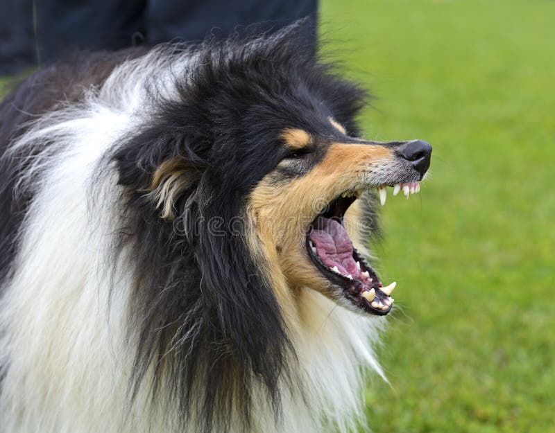 Portrait Collie stock image. Image of pets, wool, angry - 42112821