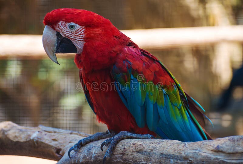 Ara parrot on the tree. stock photo. Image of nature - 101685684