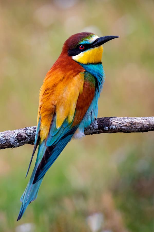 Portrait of a Colorful Bird Stock Image - Image of colorful, beautiful ...