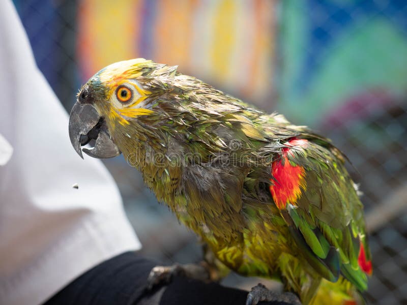 Portrait of a Colorful Parrot in the Aviary of a Zoo Stock Image ...
