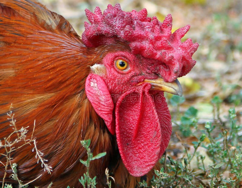 Colorful rooster stock photo. Image of agribusiness, crest - 38427512