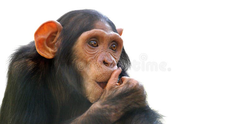 Tuft of grass stock photo. Image of nature, wisp, background - 14784550