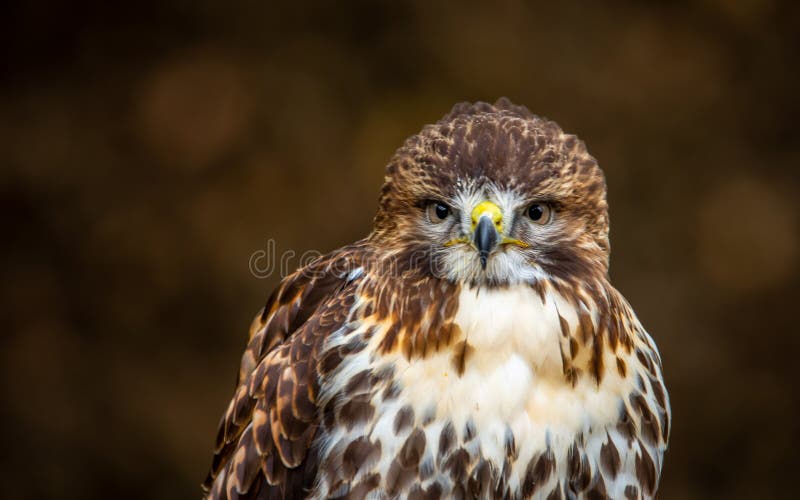 Portrait of Common Buzzard, Bird of Prey Stock Image - Image of birds ...