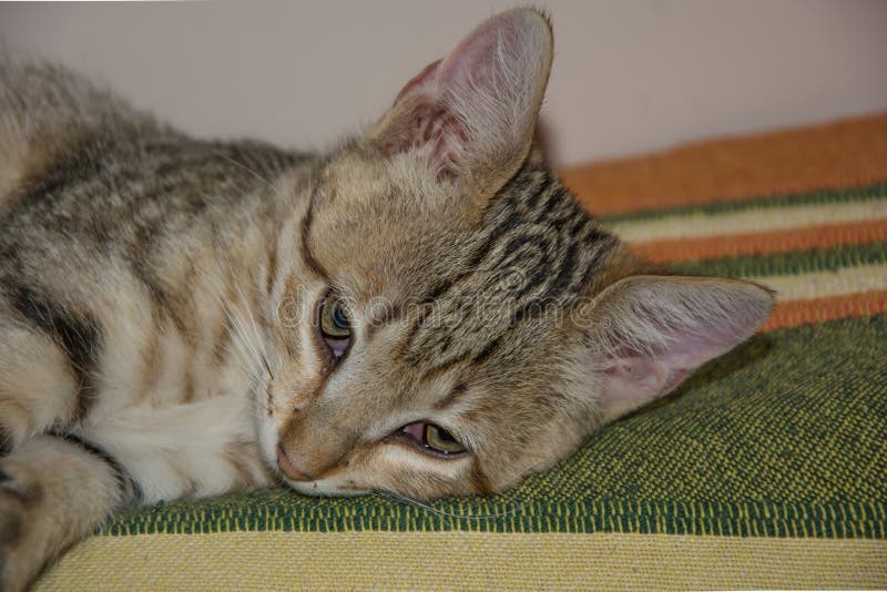 Common Cat Looking at Camera with His Best Look, Good and Tender Stock ...