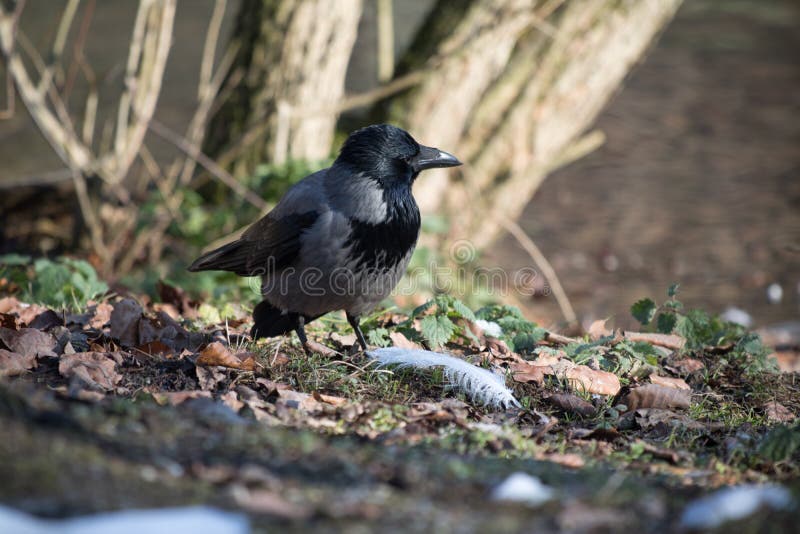 Portrait of Common Crow Close Up Stock Image - Image of australia ...