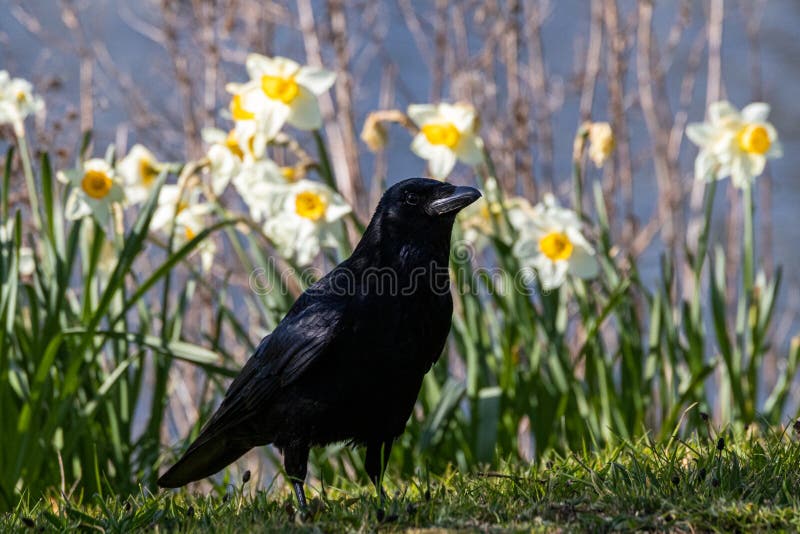 Crow Posting Stock Photos - Free & Royalty-Free Stock Photos from ...
