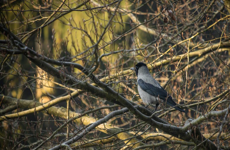 Portrait of a Common Crow Sitting on a Tree Branch Stock Photo - Image ...