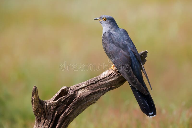 Portrait of a Common Cuckoo Perched on a Tree Branch in a Meadow Stock ...