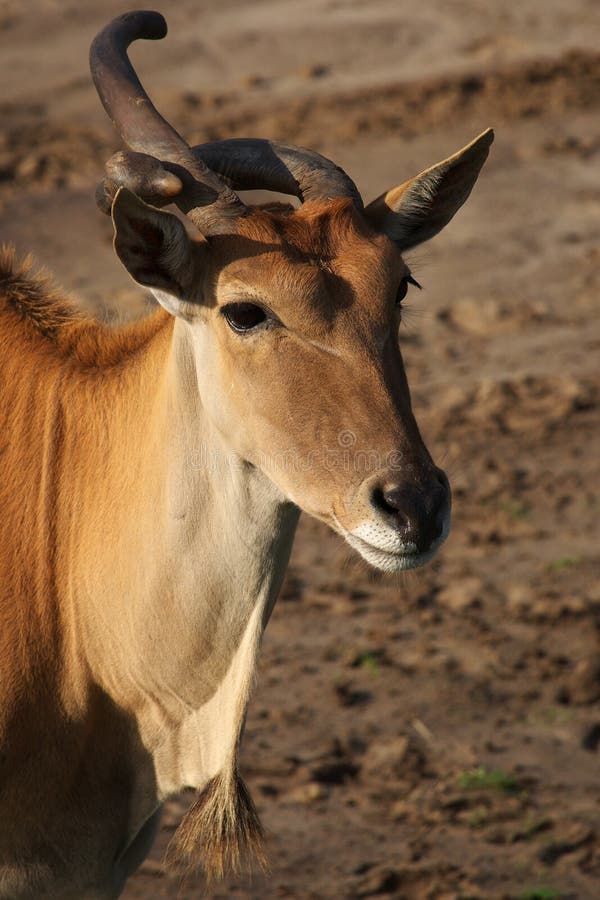 Portrait of a Common Eland stock image. Image of animal - 11263287
