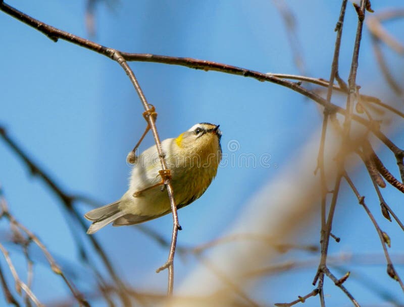 Portrait of a Common Firecrest Stock Image - Image of portrait, bird ...