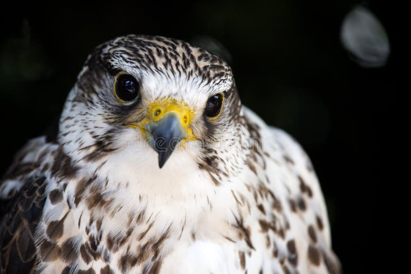 Portrait of a Common Kestrel Stock Photo - Image of kite, rock: 78202528