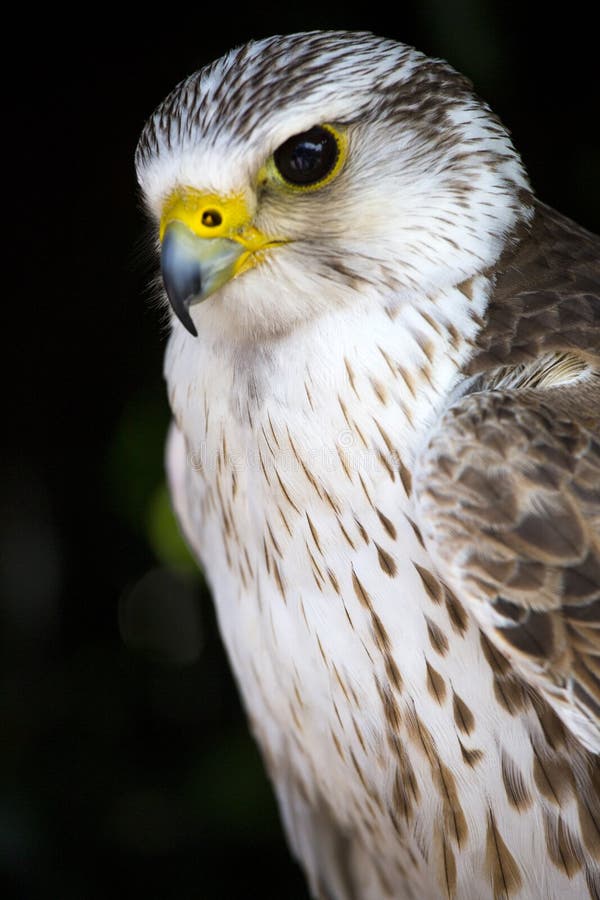 Kestrel or windhover. stock photo. Image of country, kingdom - 32613814