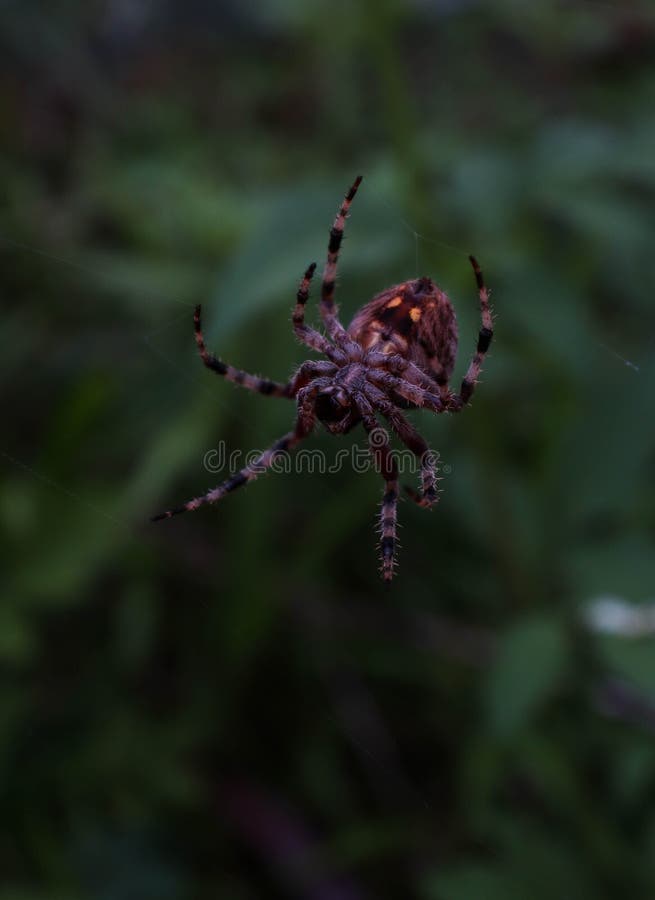 Portrait of a Common Orb Weaving Spider Stock Photo - Image of ...