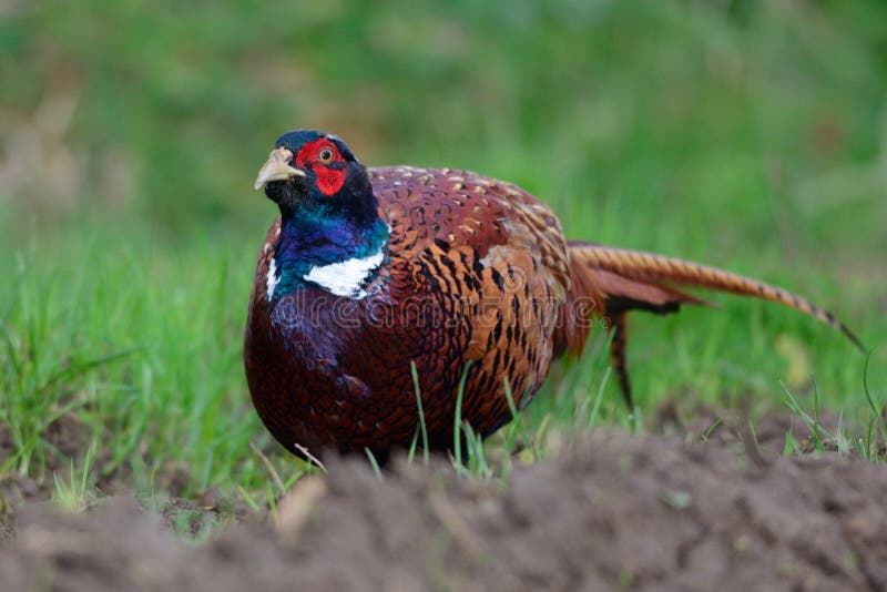 Common Pheasant Phasianus Colchicus Stock Image - Image of phasianus ...