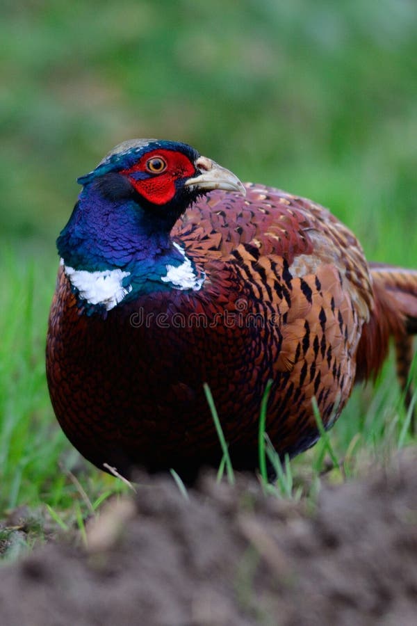 Common Pheasant Phasianus Colchicus Stock Photo - Image of phasianus ...