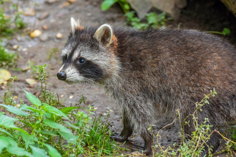Portrait of a Common Raccoon in the Grass Stock Image - Image of furry ...