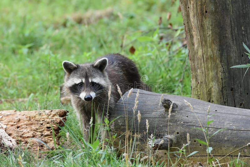 Portrait of a Common Raccoon in the Grass Stock Image - Image of brown ...