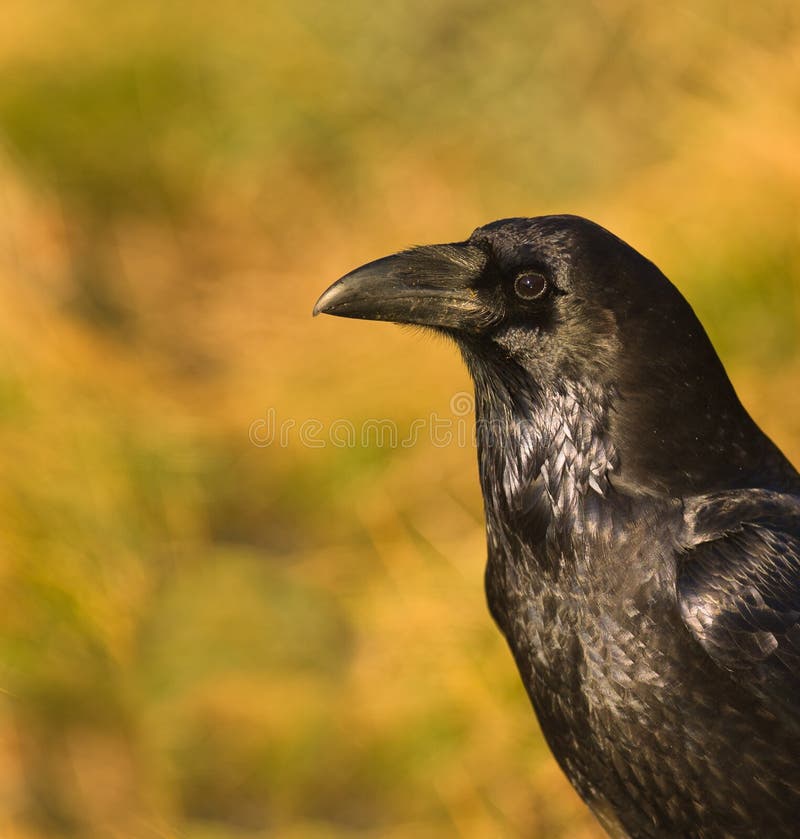 A Common Raven Controlling His Flight Stock Image - Image of ground ...