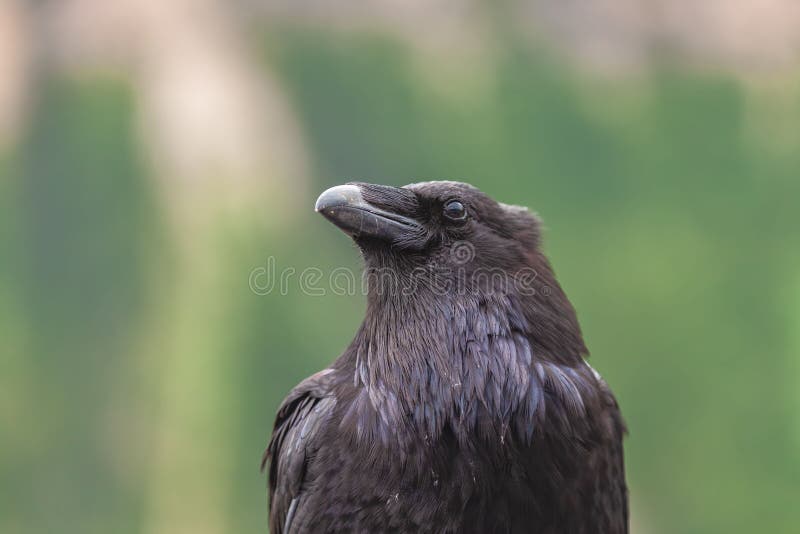 Portrait of a Common Raven (Corvus Corax Principalis) Stock Image ...