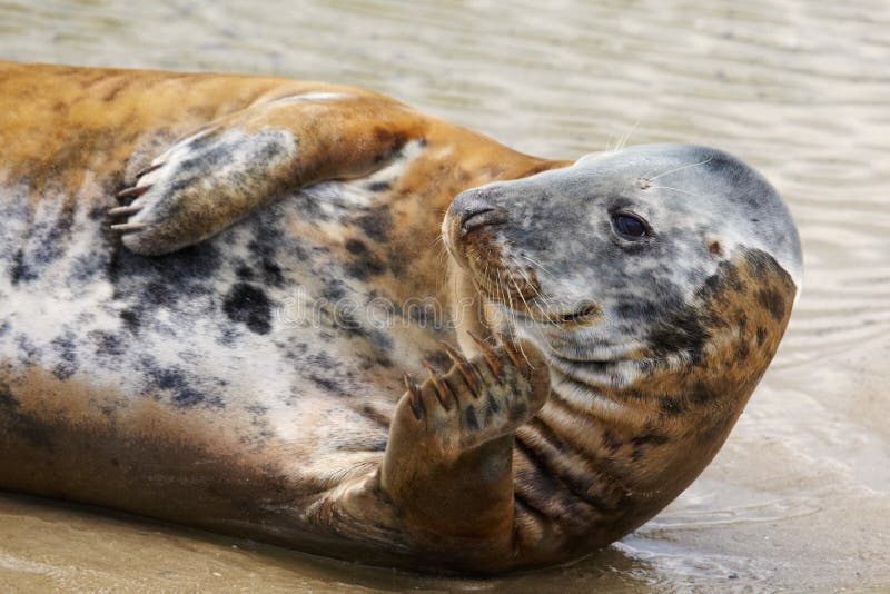 Portrait of a Common Seal stock photo. Image of carnivora - 24476894