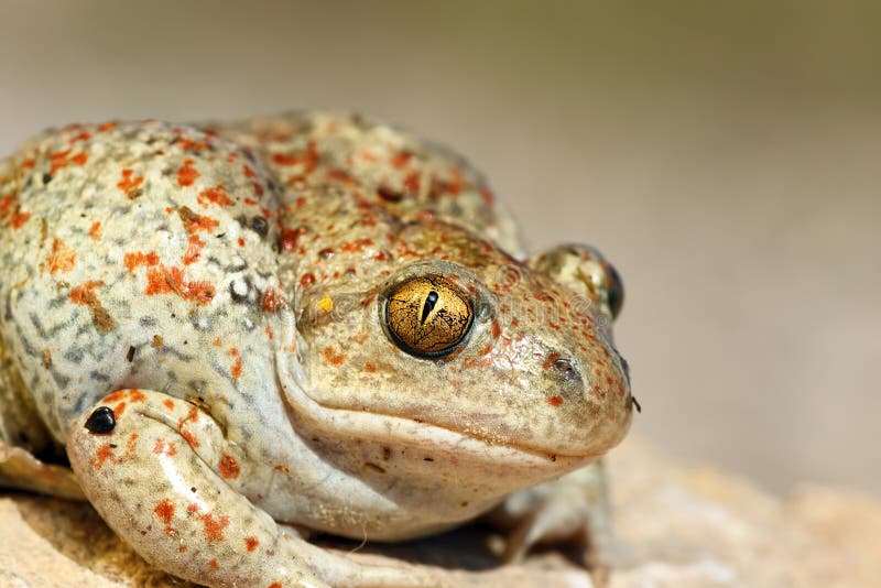 Common Spadefoot (Pelobates Fuscus) on White Stock Photo - Image of ...