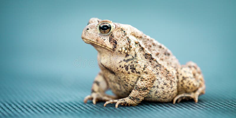 The Common Toad stock photo. Image of nature, macro - 144925592