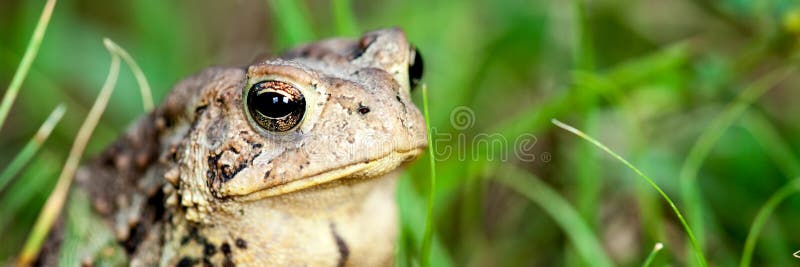 The Common Toad stock image. Image of ecology, nature - 144925415