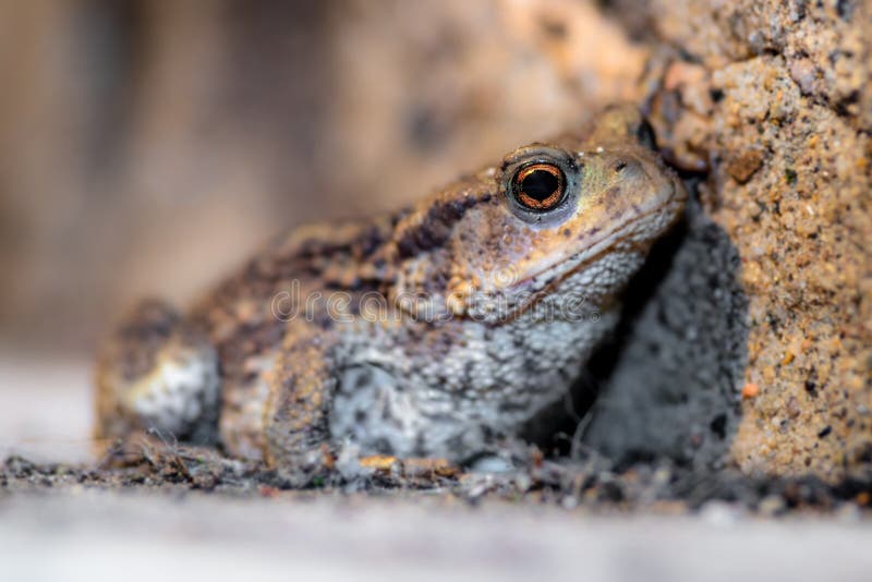 A Portrait of a Common Toad Set Against a Small Stone Wall Stock Photo ...