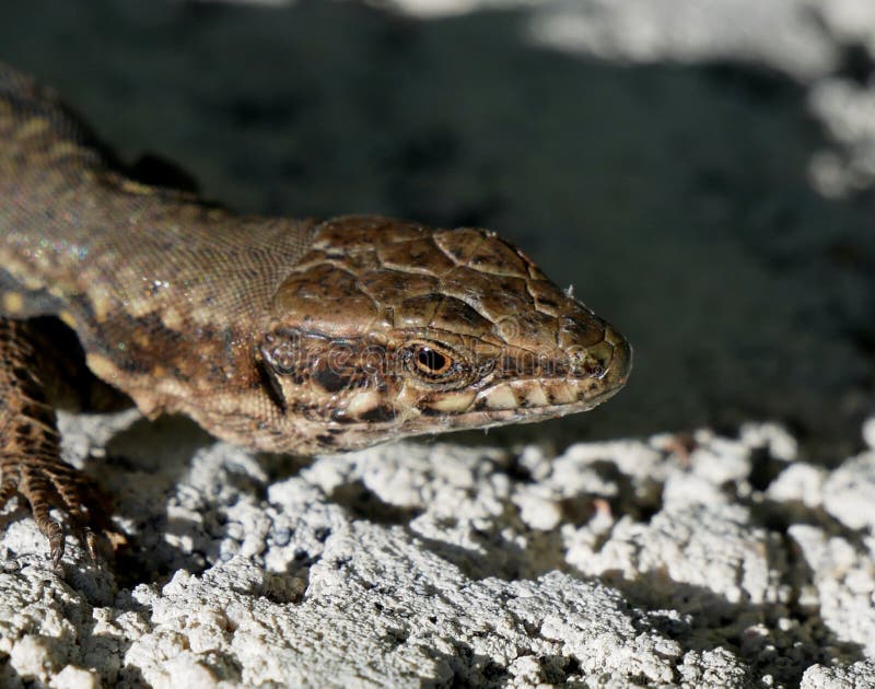 Portrait of a Common Wall Lizard Stock Image - Image of lizard, garden ...