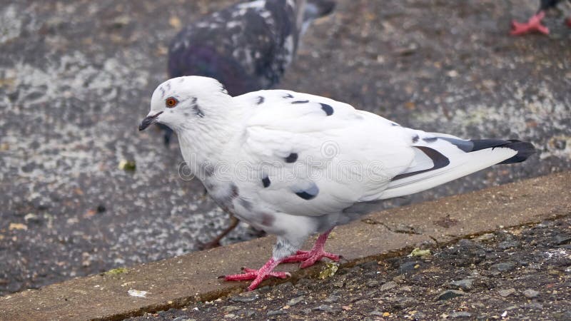 Portrait of a Common White Pigeon. Color Stock Photo - Image of europe ...