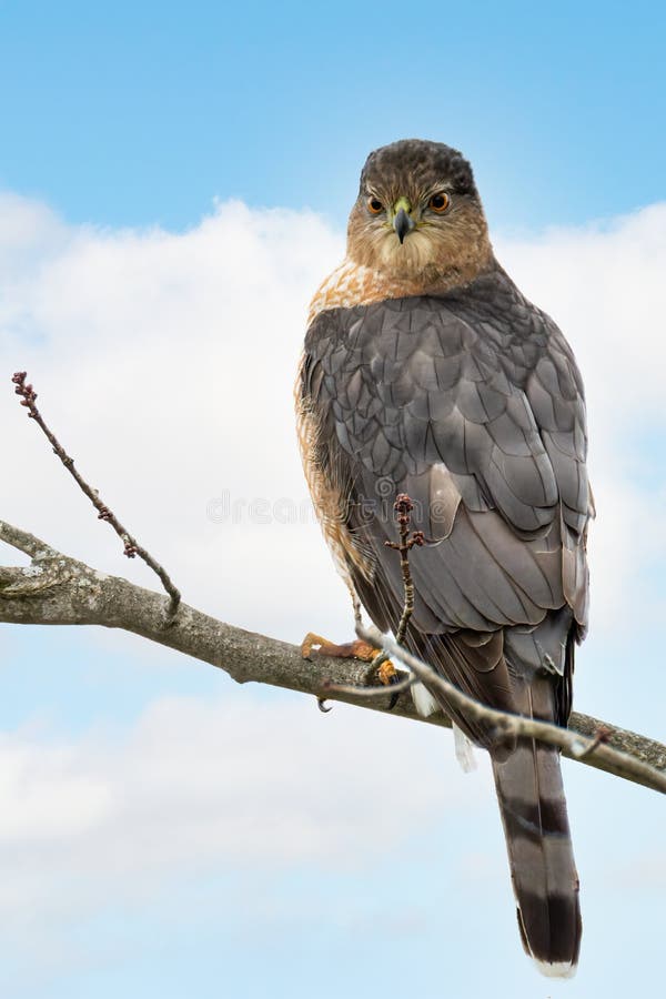 Portrait of a Cooper`s Hawk Perched on a Tree Branch Stock Photo ...