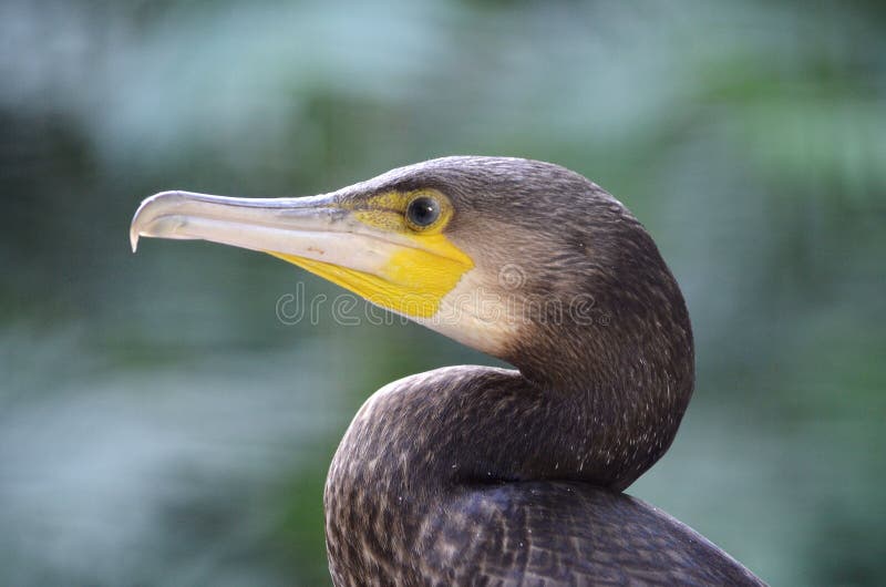 Portrait of a Cormorant stock image. Image of europe - 28201945