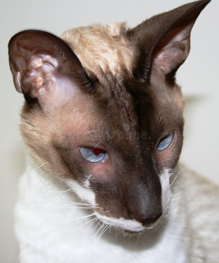 Closeup Portrait of Grumpy Sphynx Cat Front View on Black Stock Image ...