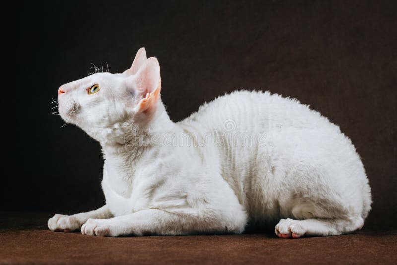 Portrait of Cornish Rex Cat on Brown Background Stock Image - Image of ...