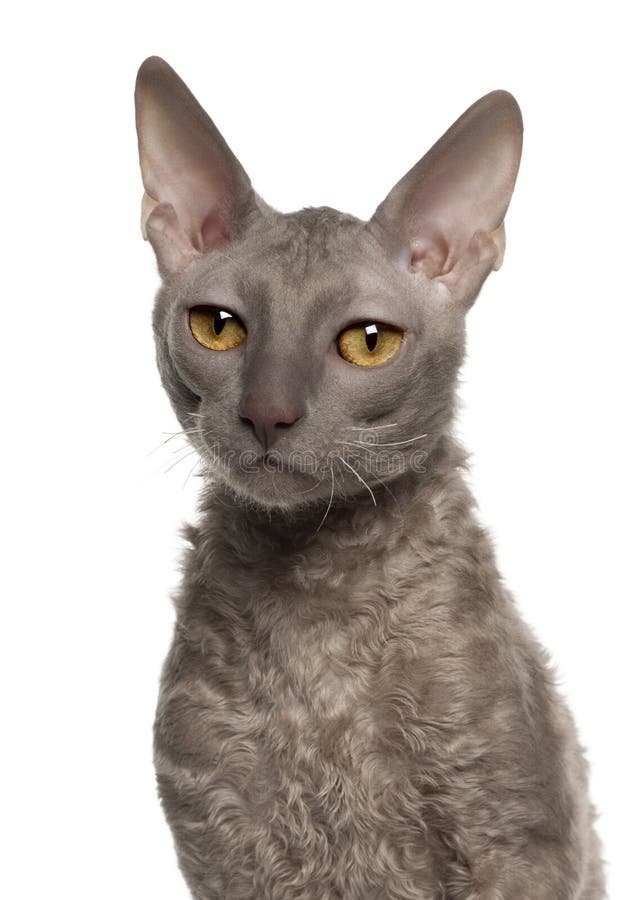 309 Grey Cornish Rex Cat Stock Photos - Free & Royalty-Free Stock ...