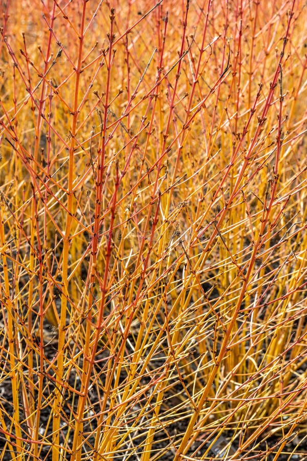 Cornus Sanguinea Anny`s Winter Orange Stock Image - Image of annys ...