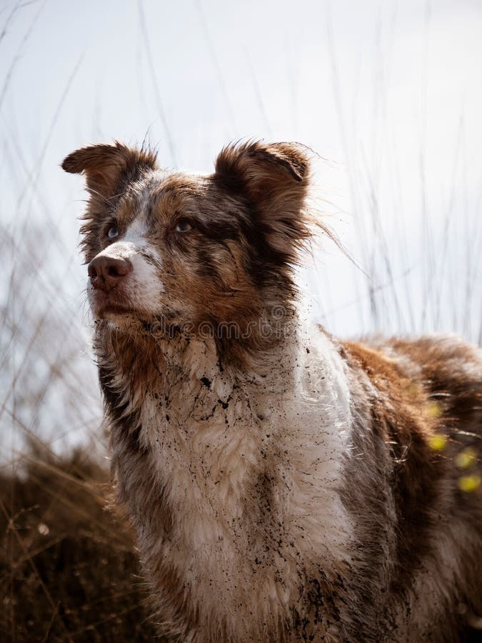 Portrait of a Covered in Mutt Blue Merle Australian Shepherd Stock ...