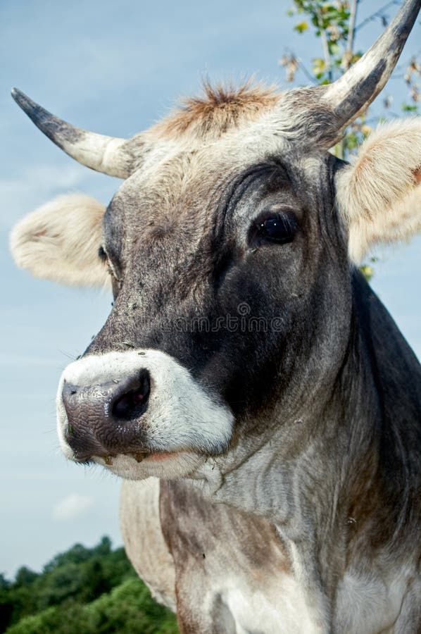 Portrait of a Cow stock image. Image of gray, cattle - 12243781